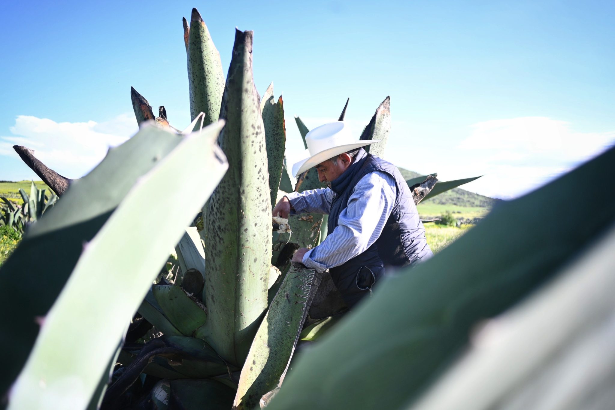 Hidalgo va por la conservación de la planta del maguey pulquero ...