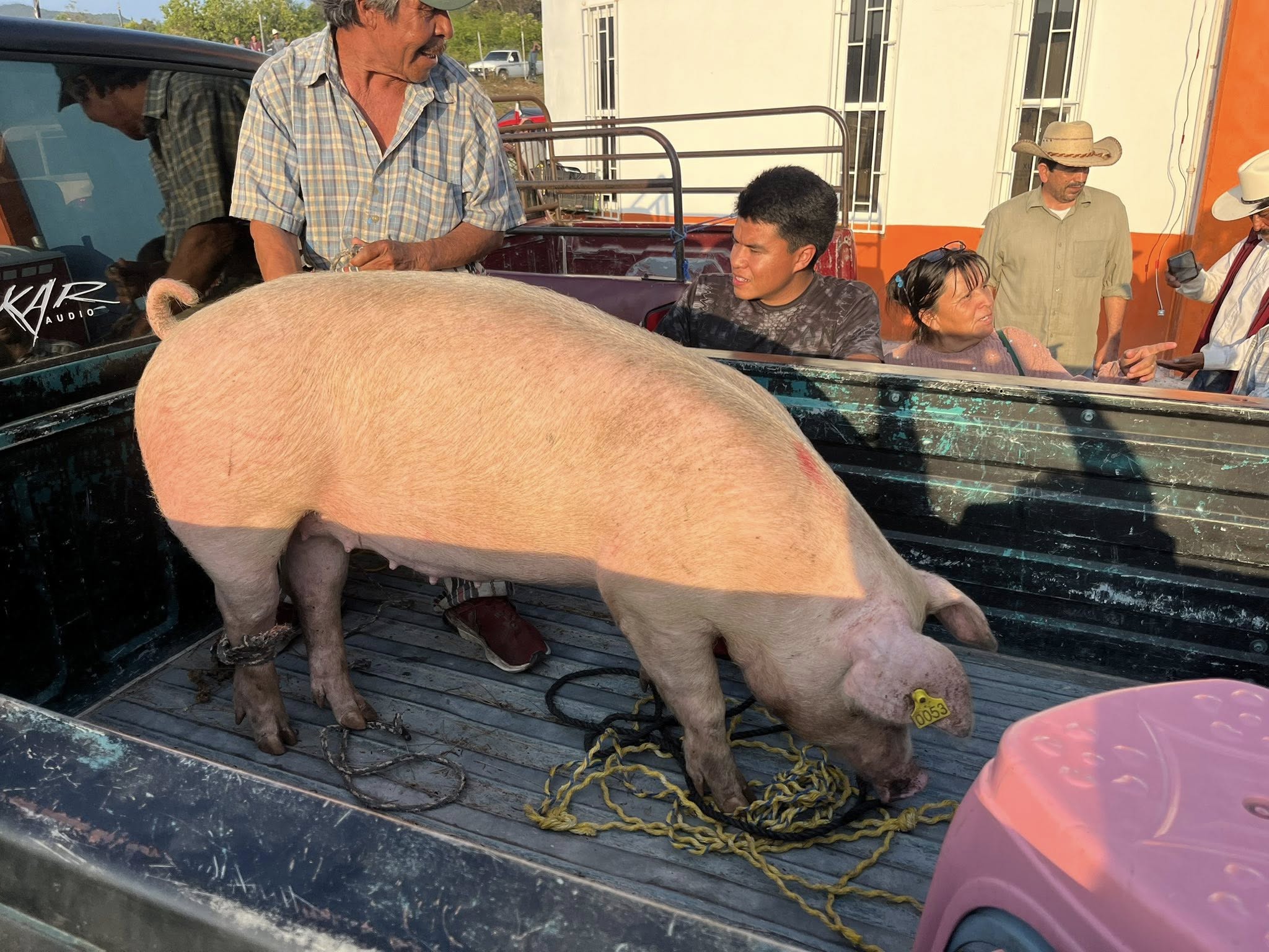 Robustecer la ganadería, prioridad del gobierno de Hidalgo – Codigo Hidalgo